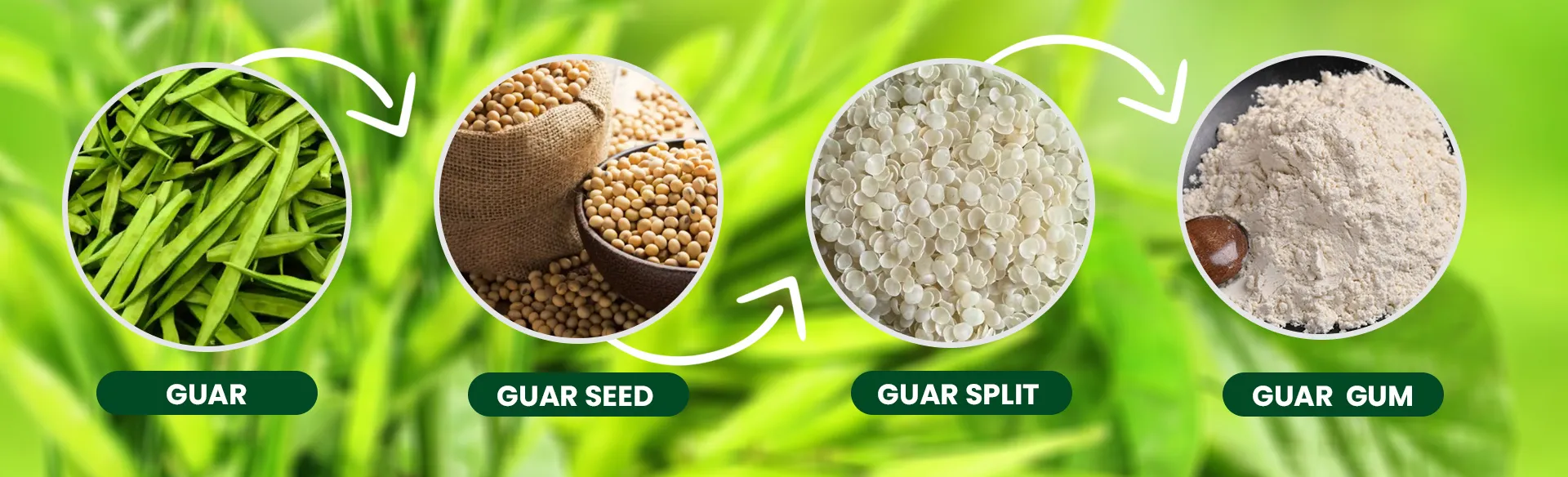 Alpenno Guar Gum Leader Manufacturer Trader Exporter Guar Alpenno Guar Gum Leader Manufacturer Trader Exporter Guar